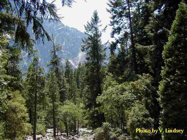 California mixed evergreen forest.