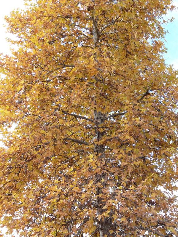 Platanus racemosa, California Sycamore.