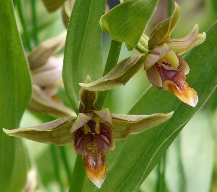 Epipactis gigantea, Stream Orchid.