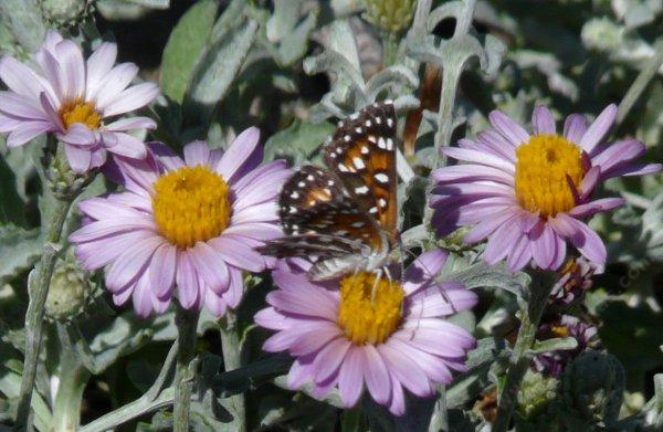 silver carpet aster