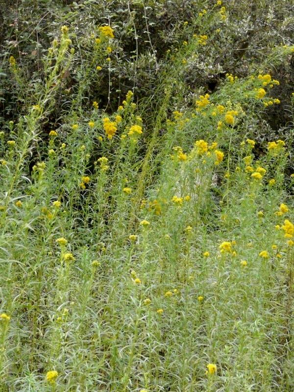 Solidago spathulata, Coast Golden Rod.