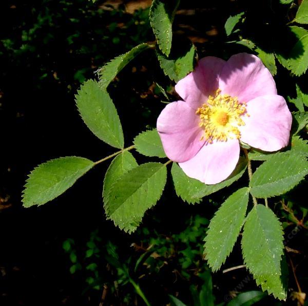Rosa woodsii var. glabrata, Mojave Rose.