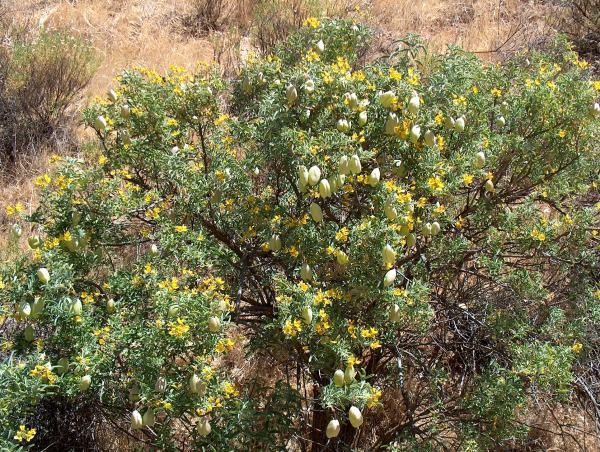 Isomeris arborea, Bladderpod.