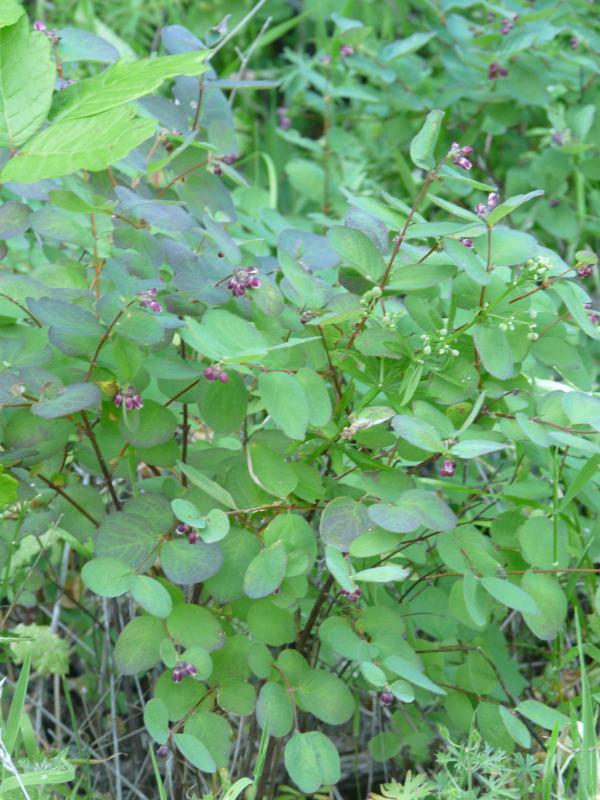 Symphoricarpos Mollis
