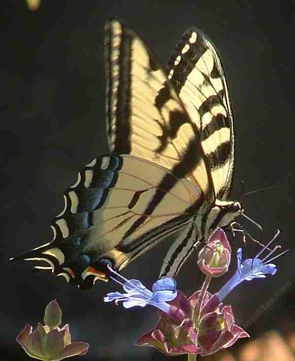 Salvia 'Celestial Blue', Purple Sage.