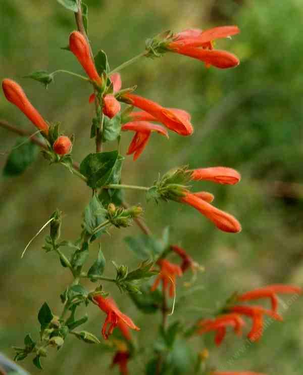 Keckiella cordifolia, Heart Leaved Penstemon.