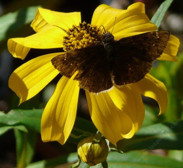 Bidens laevis, Joaquin Sunflower.