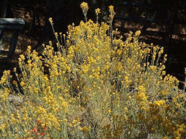 Chrysothamnus nauseosus, Rabbitbrush