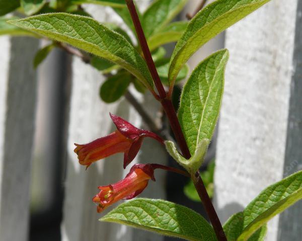 Lonicera involucrata var. ledebourii, Twinberry honeysuckle.