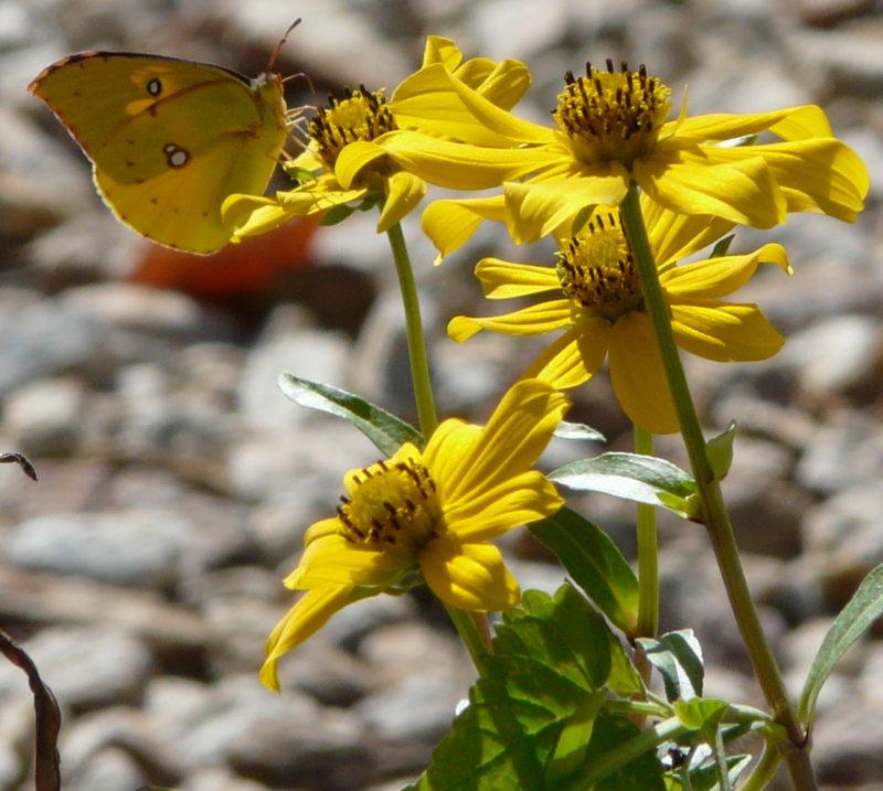 Bidens laevis, Joaquin Sunflower.
