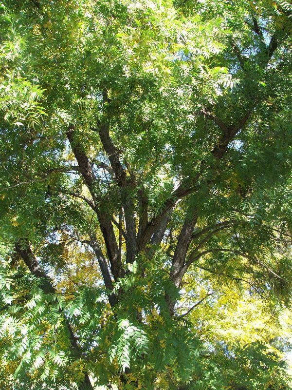 Juglans hindsii, Northern California walnut.