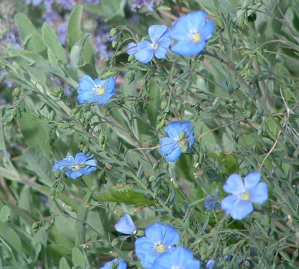 Linum lewisii, Blue Flax.