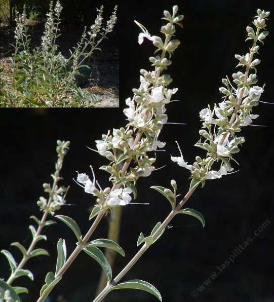 Salvia apiana var. compacta, Compact White Sage.