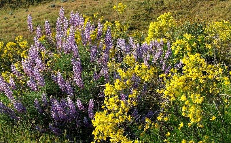 Lupinus albifrons, Silver Bush Lupine.