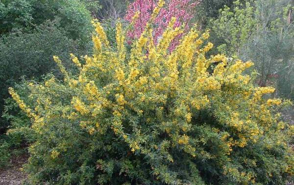 Mahonia nevinii, Nevin's Barberry.