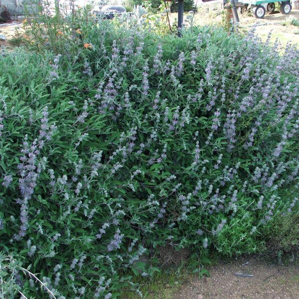 Salvia 'Gracias', Creeping sage.