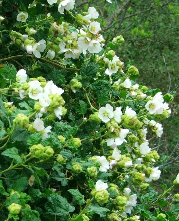 Malacothamnus palmeri var. involucratus, Carmel Valley Bush Mallow.