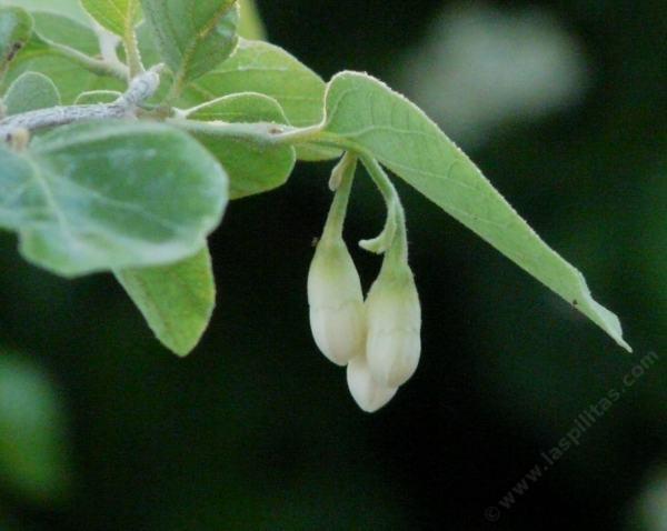 Styrax officinalis var. fulvescens, Southern Snowdrop bush.