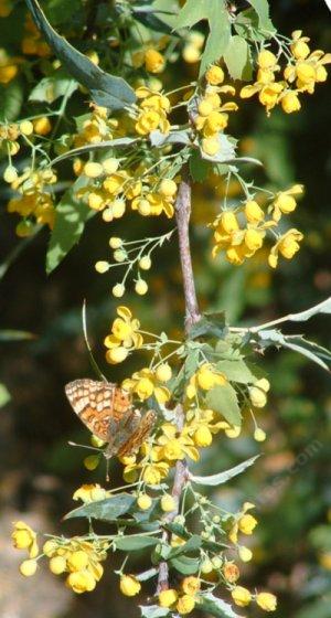 Mahonia nevinii, Nevin's Barberry.