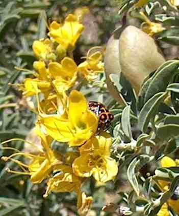 Isomeris arborea, Bladderpod.