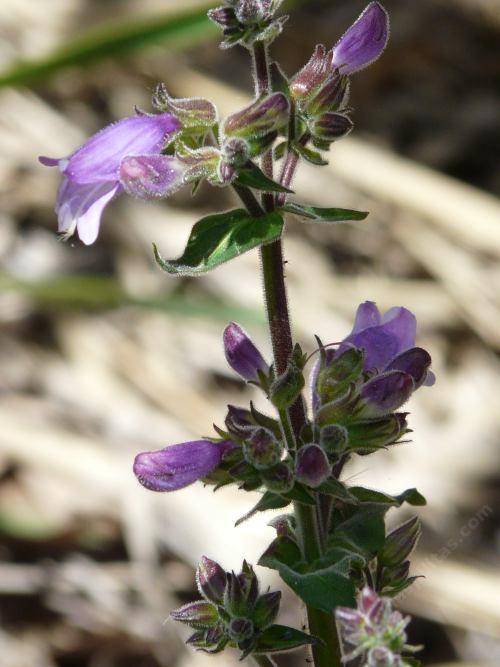 Penstemon rattanii, Rattan's beardtongue.