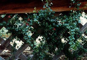 Maurandya antirrhiniflora, Snapdragon Vine