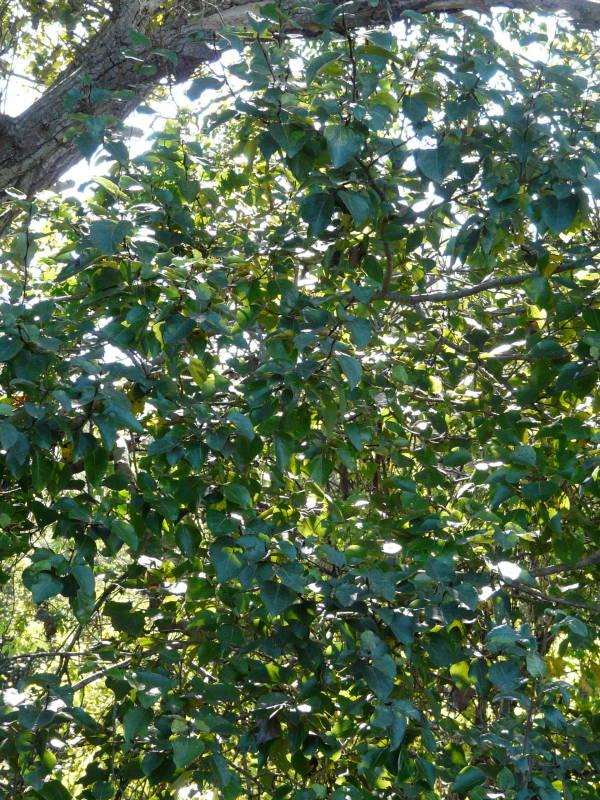 Populus trichocarpa, Black Cottonwood