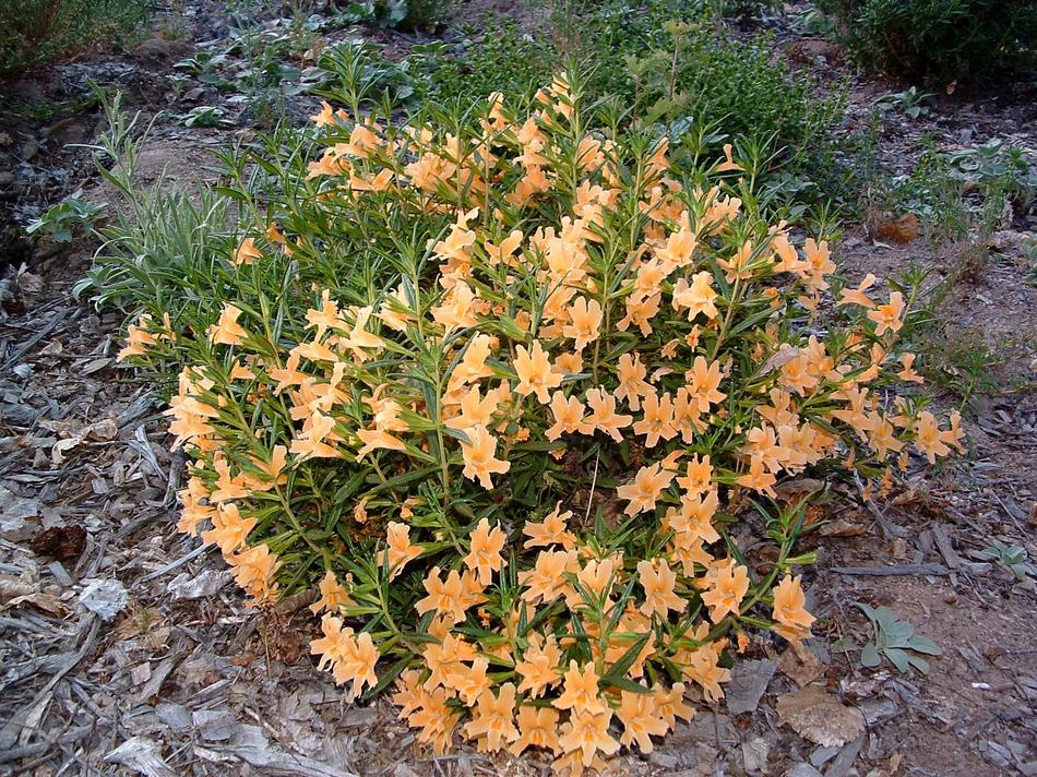 Diplacus longiflorus 'Agoura Spunky Monkey', Agoura Spunky Monkey Flower.