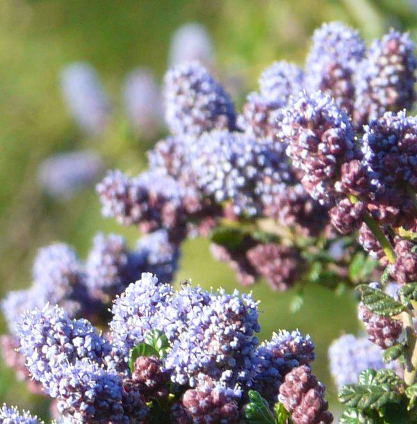 Ceanothus 'Celestial Blue', Celeste's California Lilac.