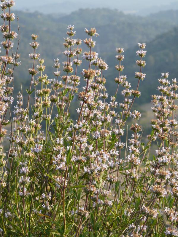 Salvia mellifera - Alchetron, The Free Social Encyclopedia