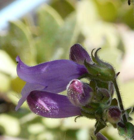 Penstemon rattanii, Rattan's beardtongue.