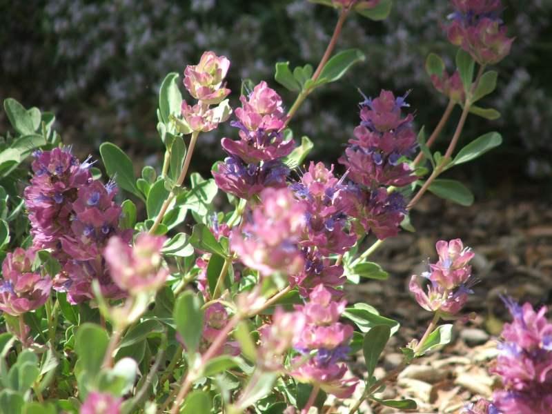 Salvia pachyphylla, Rose Sage.