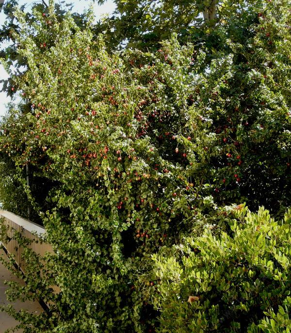 Prunus ilicifolia, Holly-Leafed Cherry.