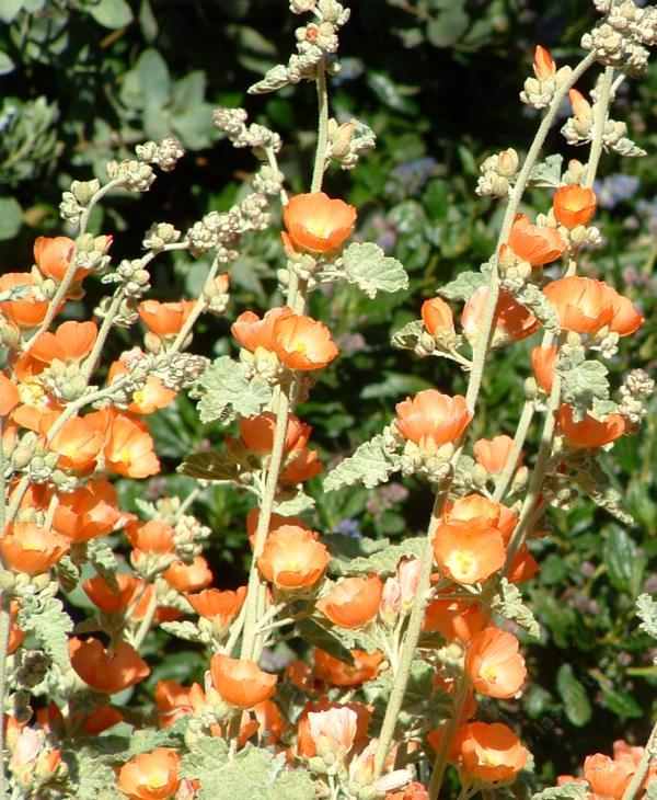 Sphaeralcea ambigua, Desert Mallow.