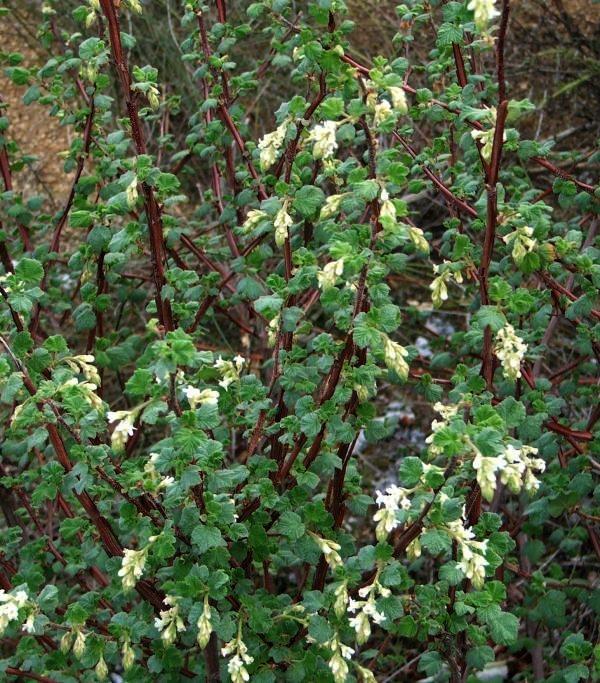 Ribes indecorum, White flowering currant.