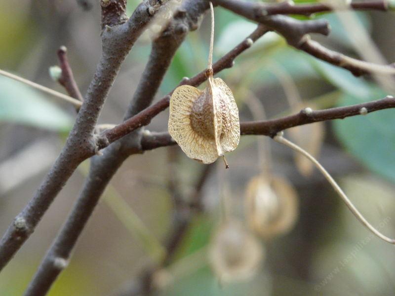 Ptelea crenulata, Western Hop tree.