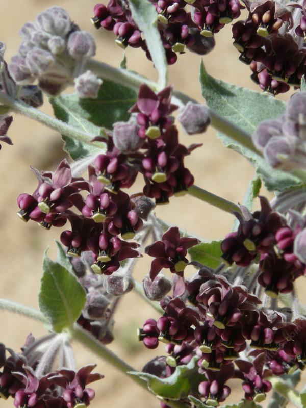 Asclepias californica, California Milkweed.