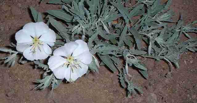 Oenothera californica, California Evening Primrose.
