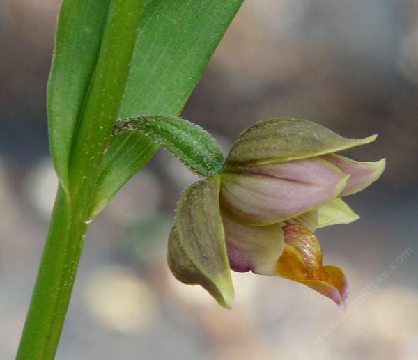 Epipactis gigantea, Stream Orchid.