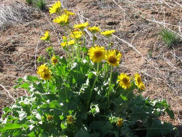 Balsamorhiza sagittata, Arrowleaf balsamroot.
