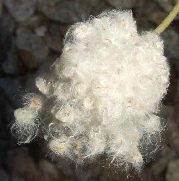 Anemone multifida, Pacific Anemone.