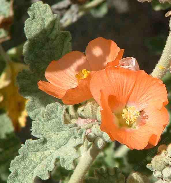 Sphaeralcea ambigua, Desert Mallow.