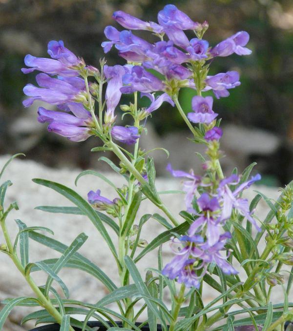 Penstemon speciosus, Sagebrush Penstemon.