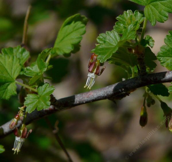 California ribes, gooseberries are spiny and currants are spineless ...