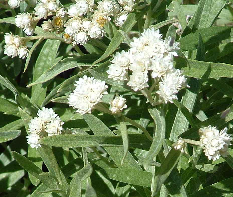 Gnaphalium microcephalum var. thermale, Feltleaf everlasting.