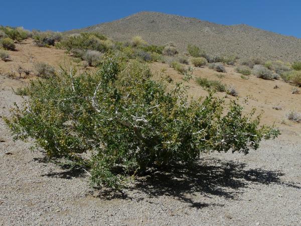 Dalea fremontii, Indigo Bush.