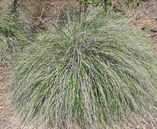 Muhlenbergia rigens, Deer Grass.