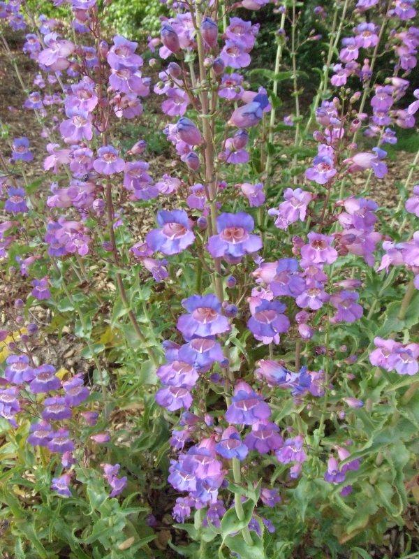 Penstemon spectabilis, Showy Penstemon