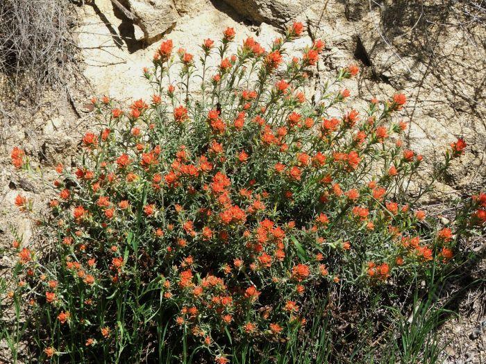 Castilleja foliolosa - Alchetron, The Free Social Encyclopedia