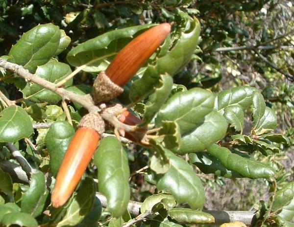 Quercus agrifolia, Coast Live Oak